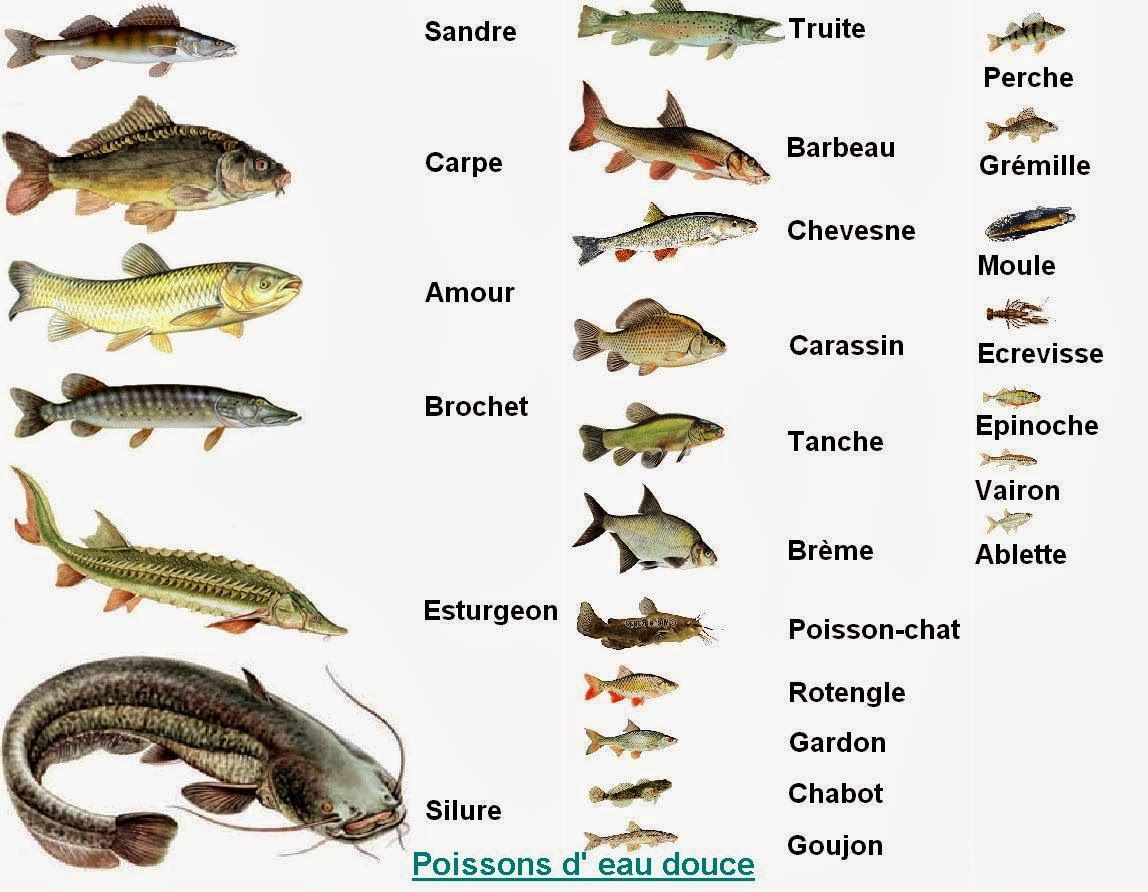 Poisson d'eau douce | Genially