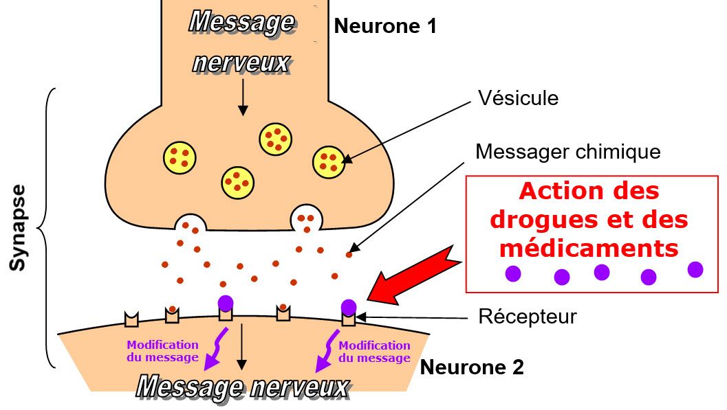 Actions des drogues sur le système nerveux Basile meo arthur | Genially