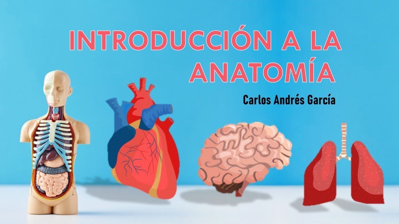 La Anatomía | Genially
