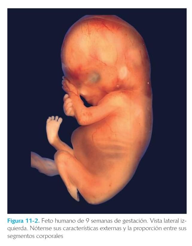 PERIODO FETAL. SEMANA 9.