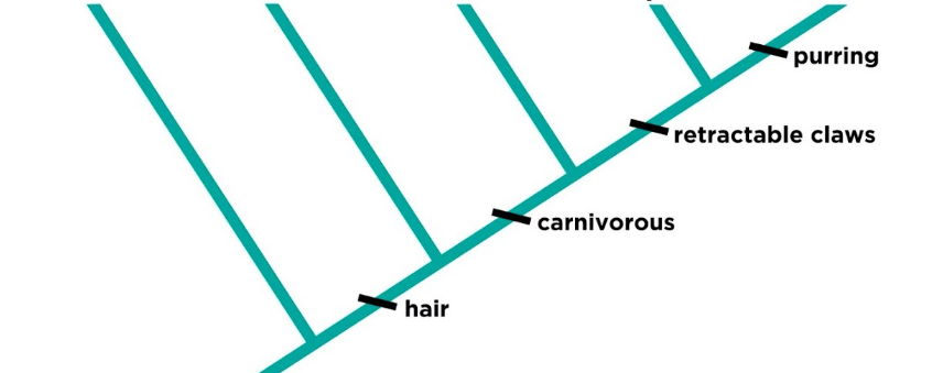 Cladogram Practice | Genially