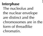 Phases of Mitosis Drag and Drop | Genially