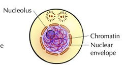 Phases of Mitosis Drag and Drop | Genially