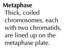 Phases of Mitosis Drag and Drop | Genially