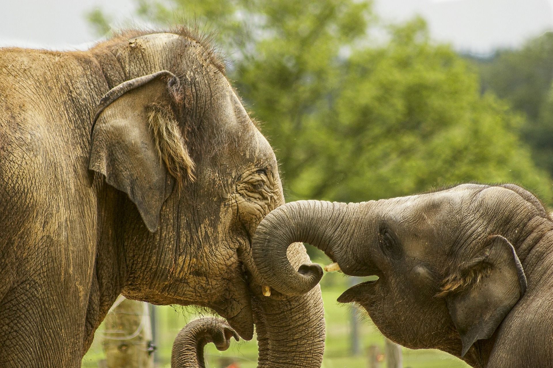 Elephants infographic | Genially