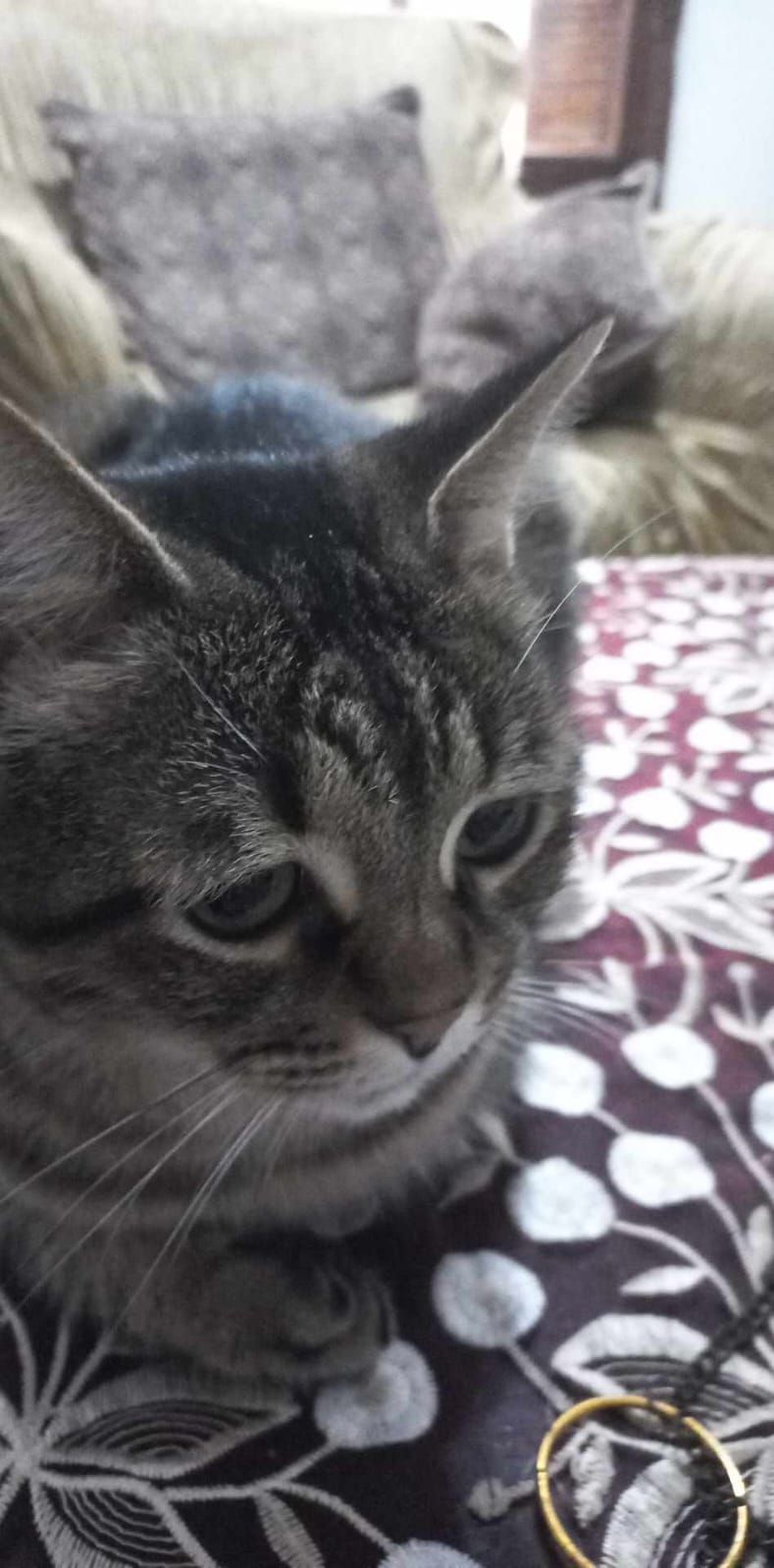 Presentem-nos! | Genially