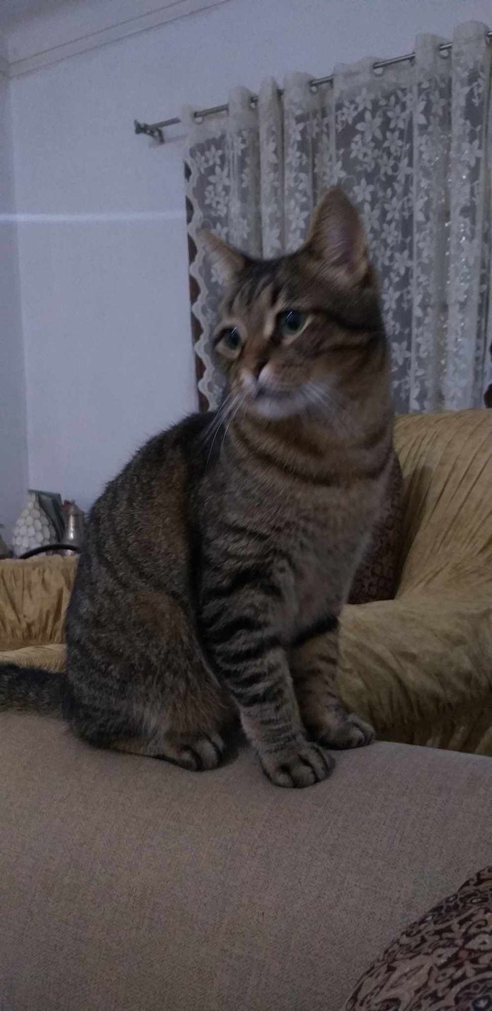 Presentem-nos! | Genially