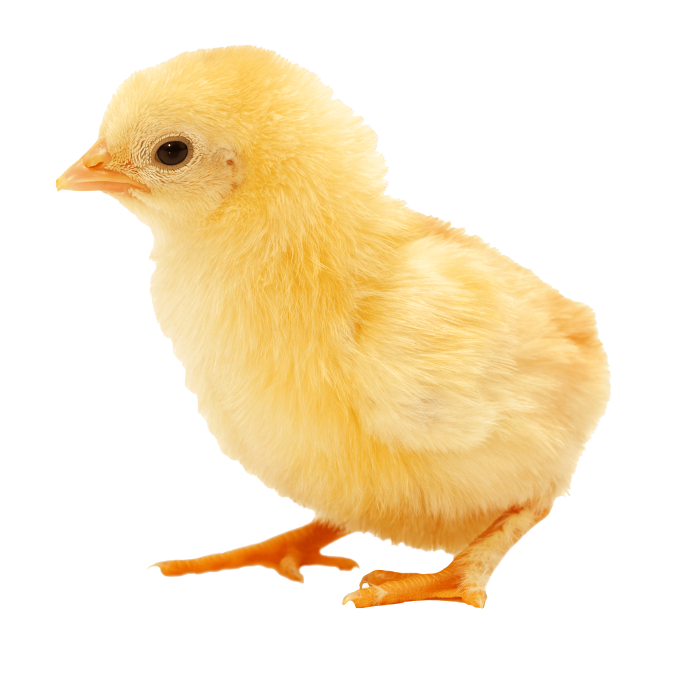 GAME DOBBLE SPRING | Genially