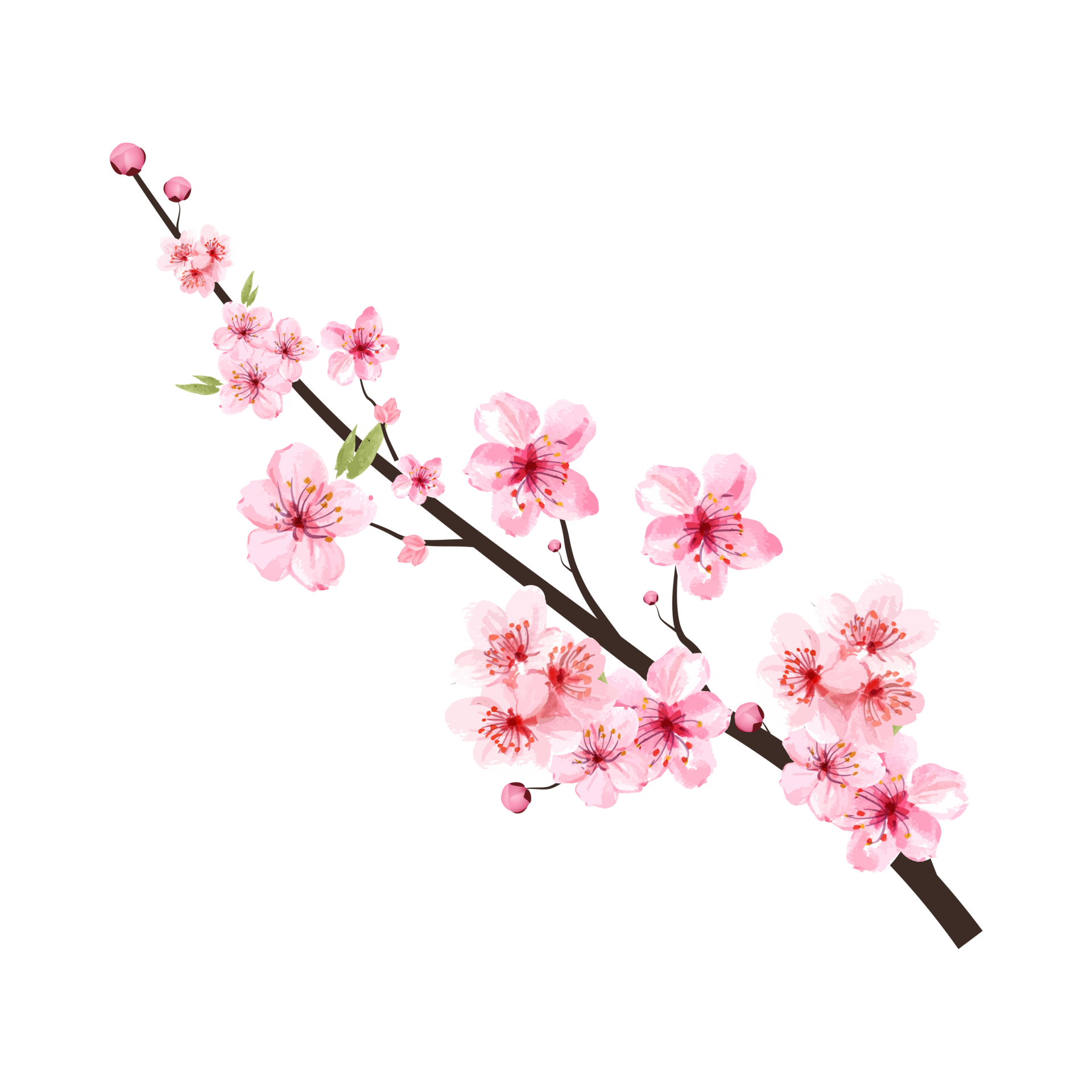 GAME DOBBLE SPRING | Genially