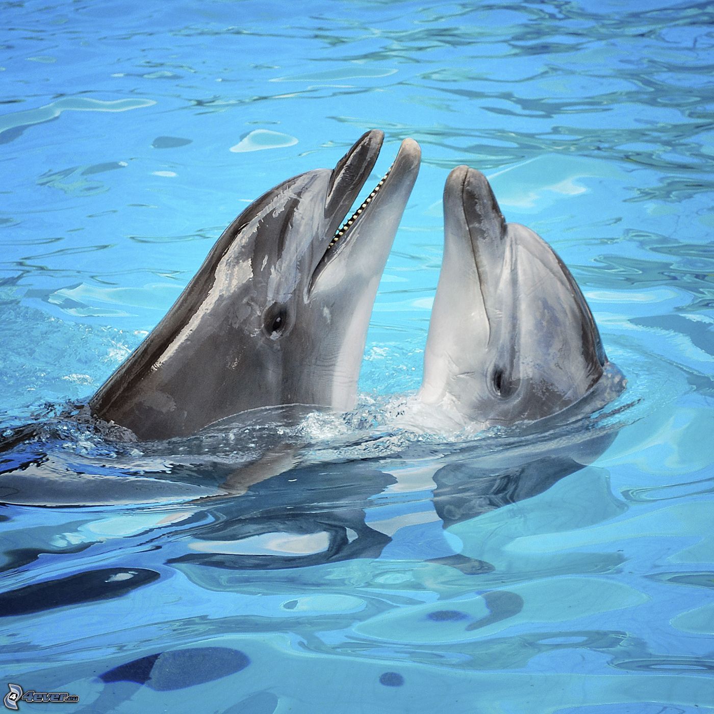 OCEANIA MAP | Genially