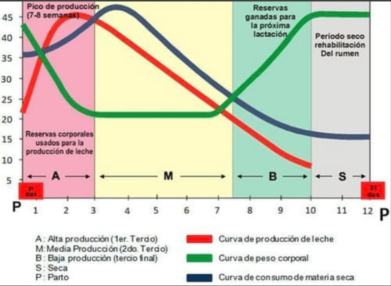 Desarrollo de la vaca lechera | Genially