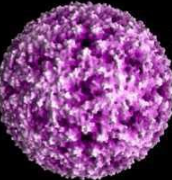 Agente infeccioso | Genially