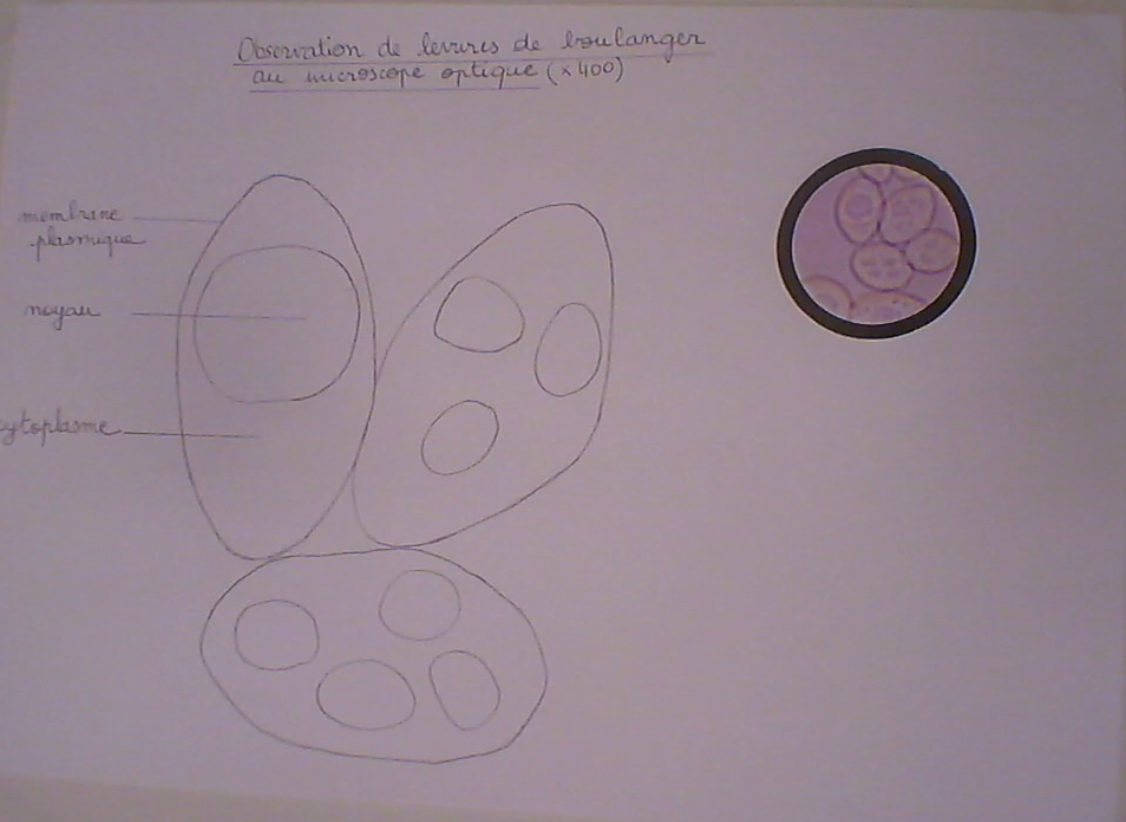 Comment réaliser un dessin d'observation?