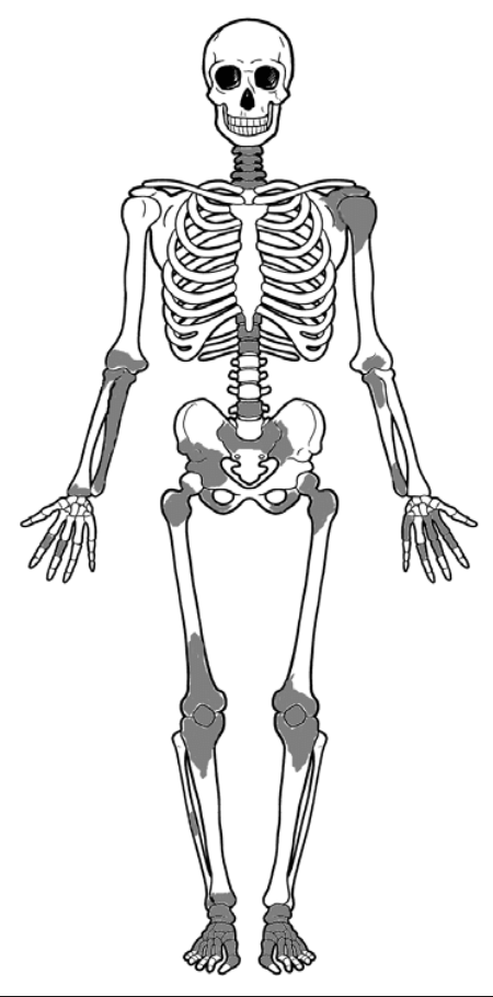 Latin Parts Of The Body | Genially