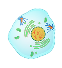 Mitosis