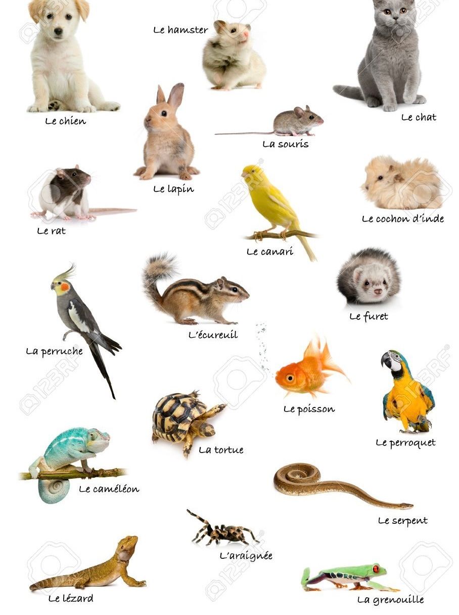 French Flashcards | Genially