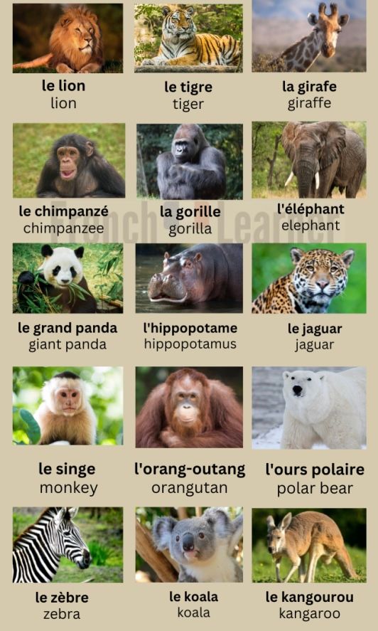 French Flashcards | Genially