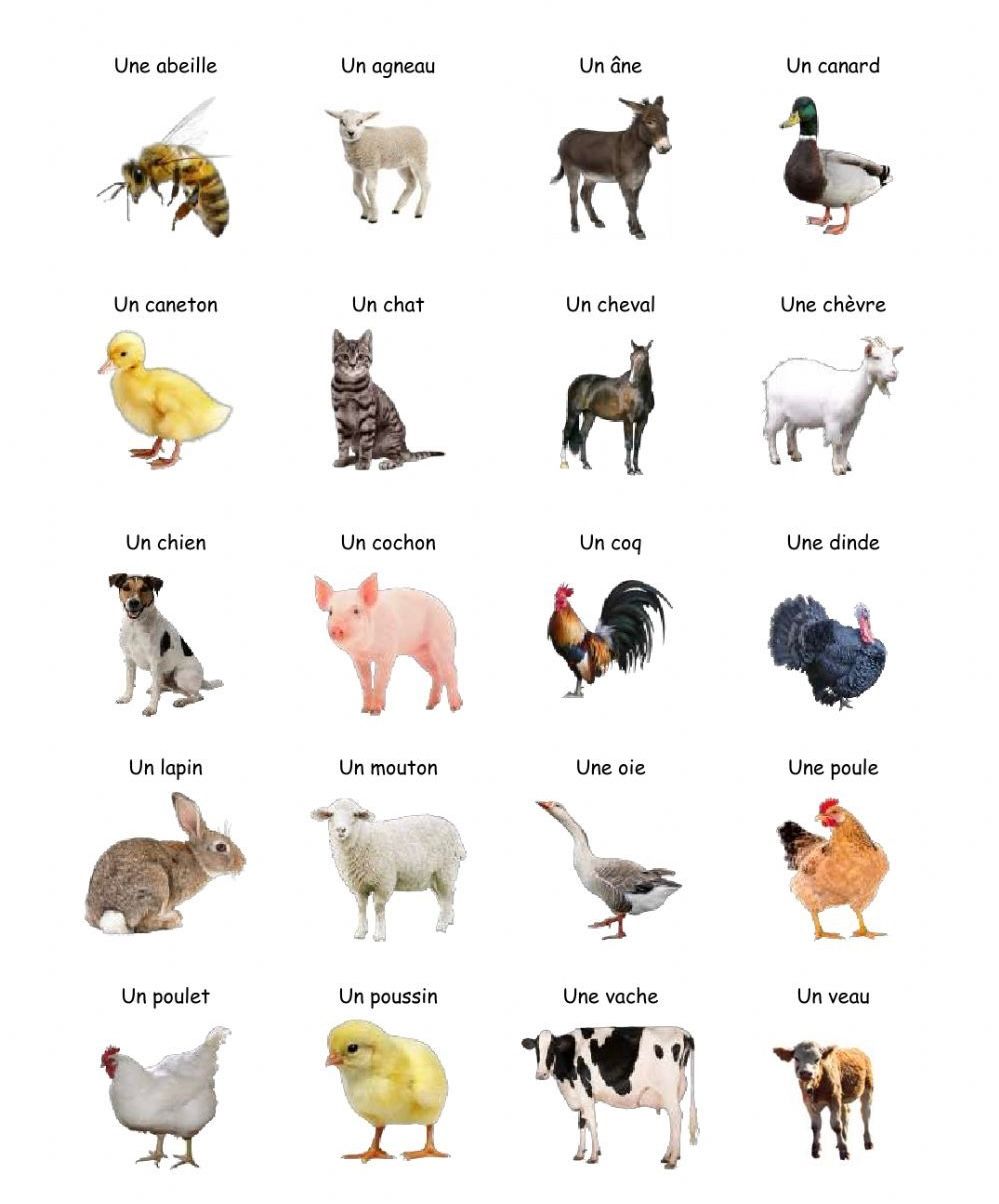 French Flashcards | Genially