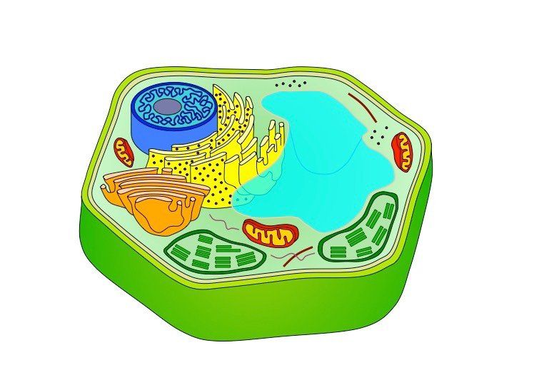 plant cell