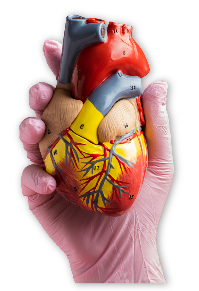 RUTA CARDIO CEREBROVASCULAR Y METABÓLIC | Genially