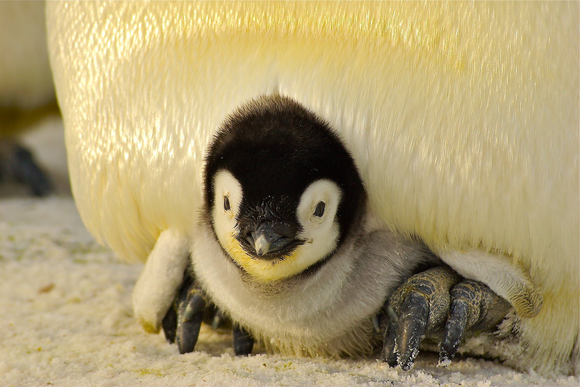 A Lesson in Penguins | Genially