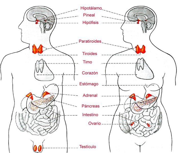 infografia del sistema endocrino | Genially