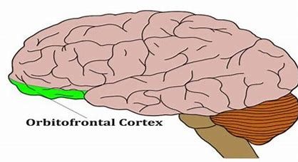 Mapa Mental Funciones ejecutivas de la corteza prefrontal