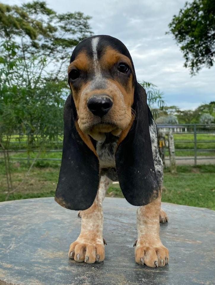 ÁRBOL FAMILIAR | Genially