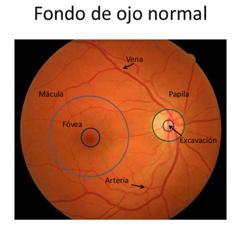 Exploración de ojo | Genially