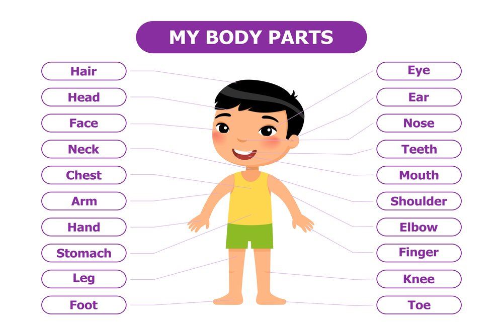 BODY PARTS | Genially