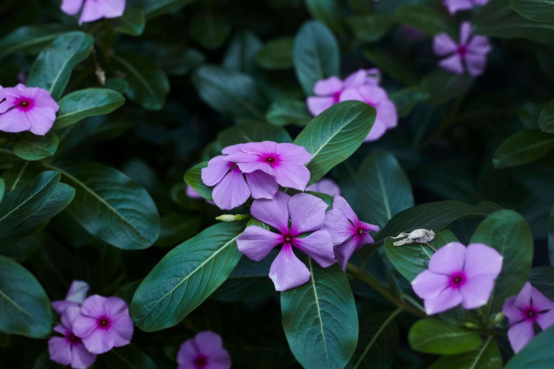 NATURE PRESENTATION | Genially