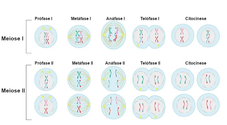 Telofase 1 Meiose Meiose • Phasen, Ablauf Und Definition · [mit