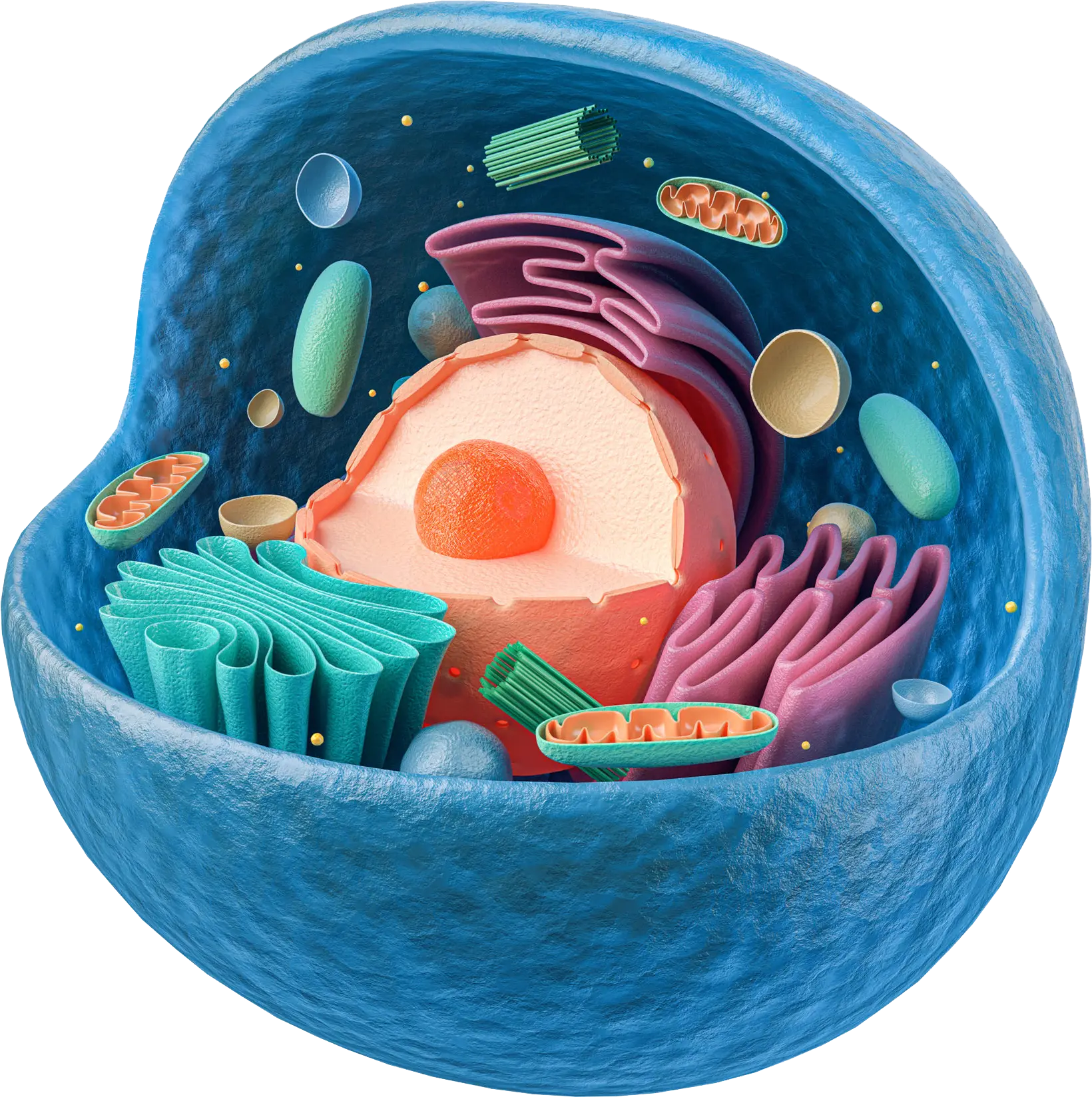 Interactive Animal Cell Diagram | Genially