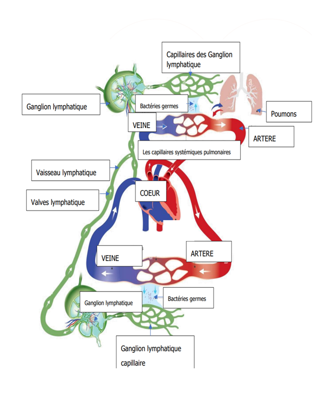 LA CIRCULATION SANGUINE ET LYMPHATIQUE | Genially