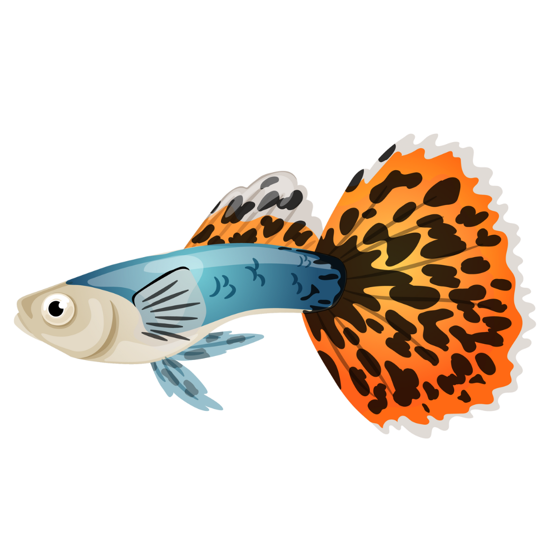 lesson 15 | Genially