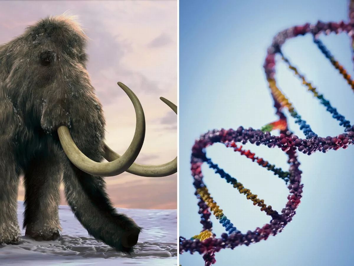 Woolly Mammoth Project