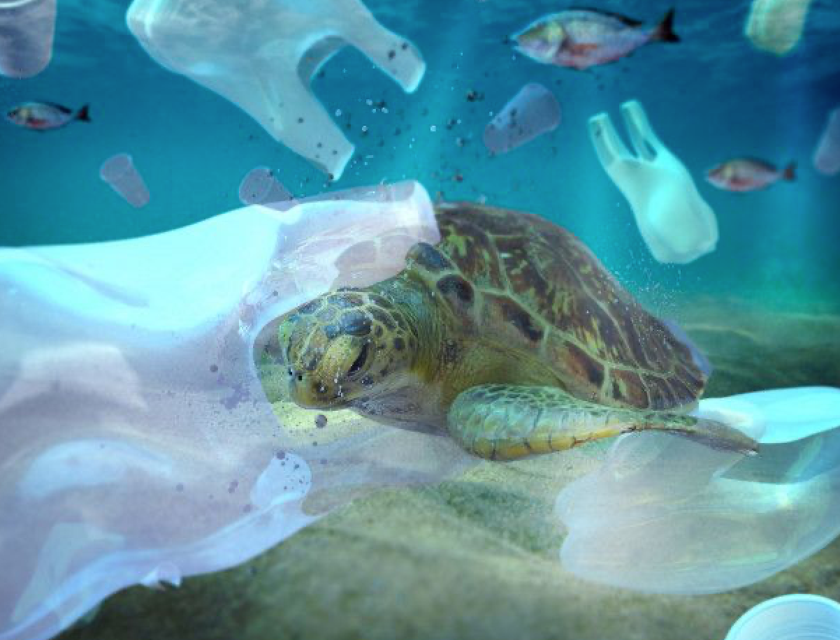 Visita a central park