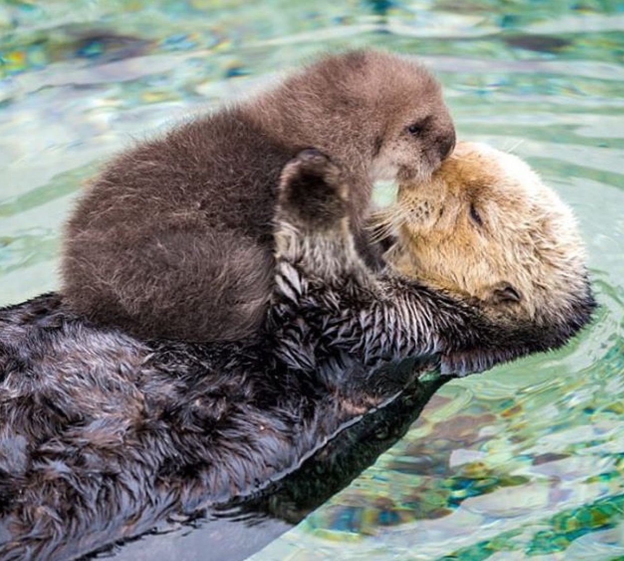 Otter | Genially