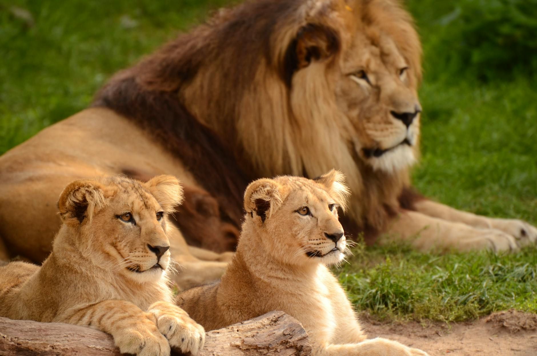 PRESENTACIÓN GENIAL