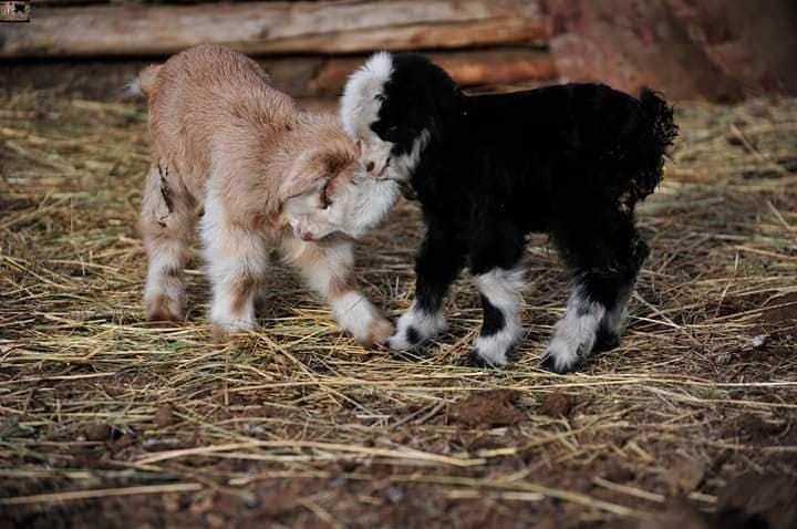 Days of the week kit