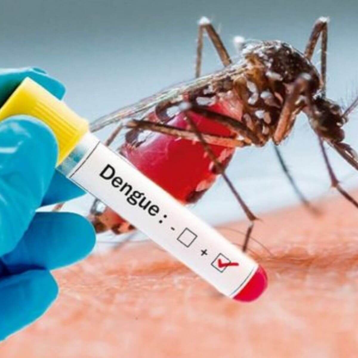CADENA EPIDEMIOLÓGICA DENGUE | Genially