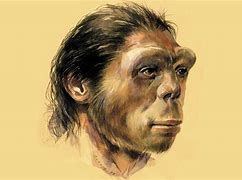 Homo Erectus