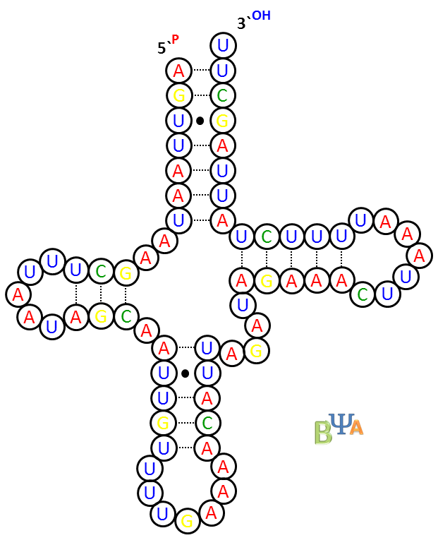 El ARN y sus tipos | Genially