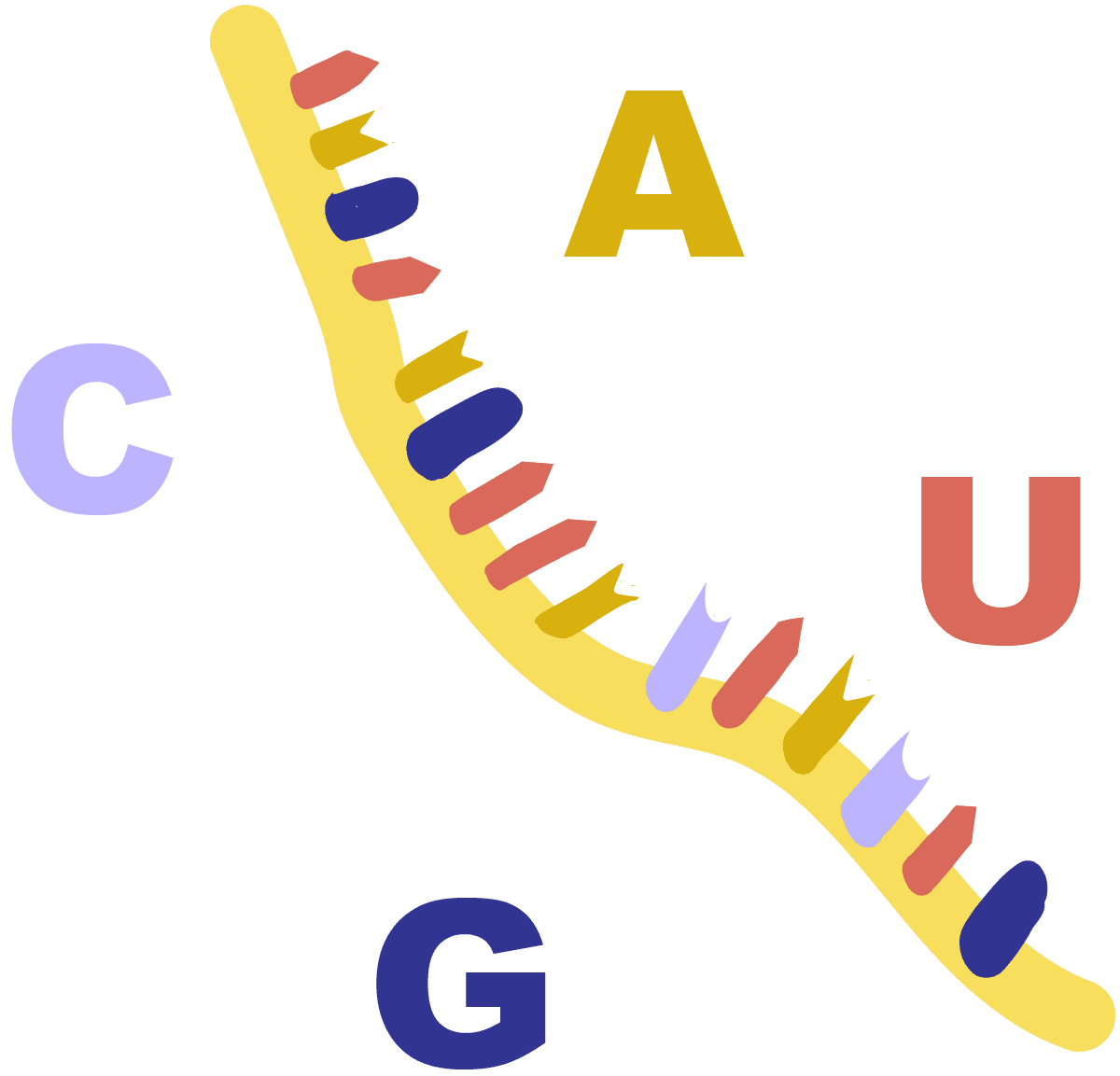 El ARN y sus tipos | Genially