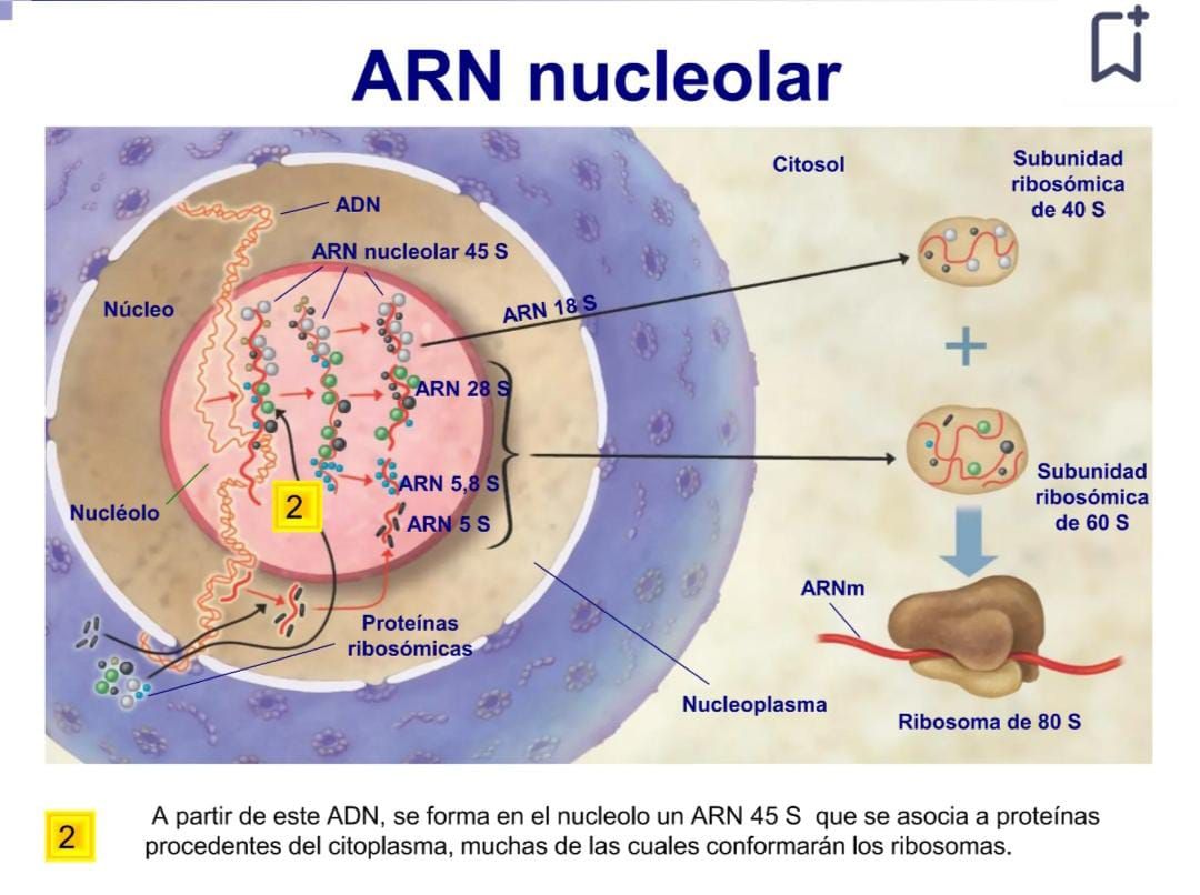 El ARN y sus tipos | Genially