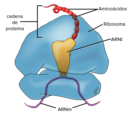 El ARN y sus tipos | Genially