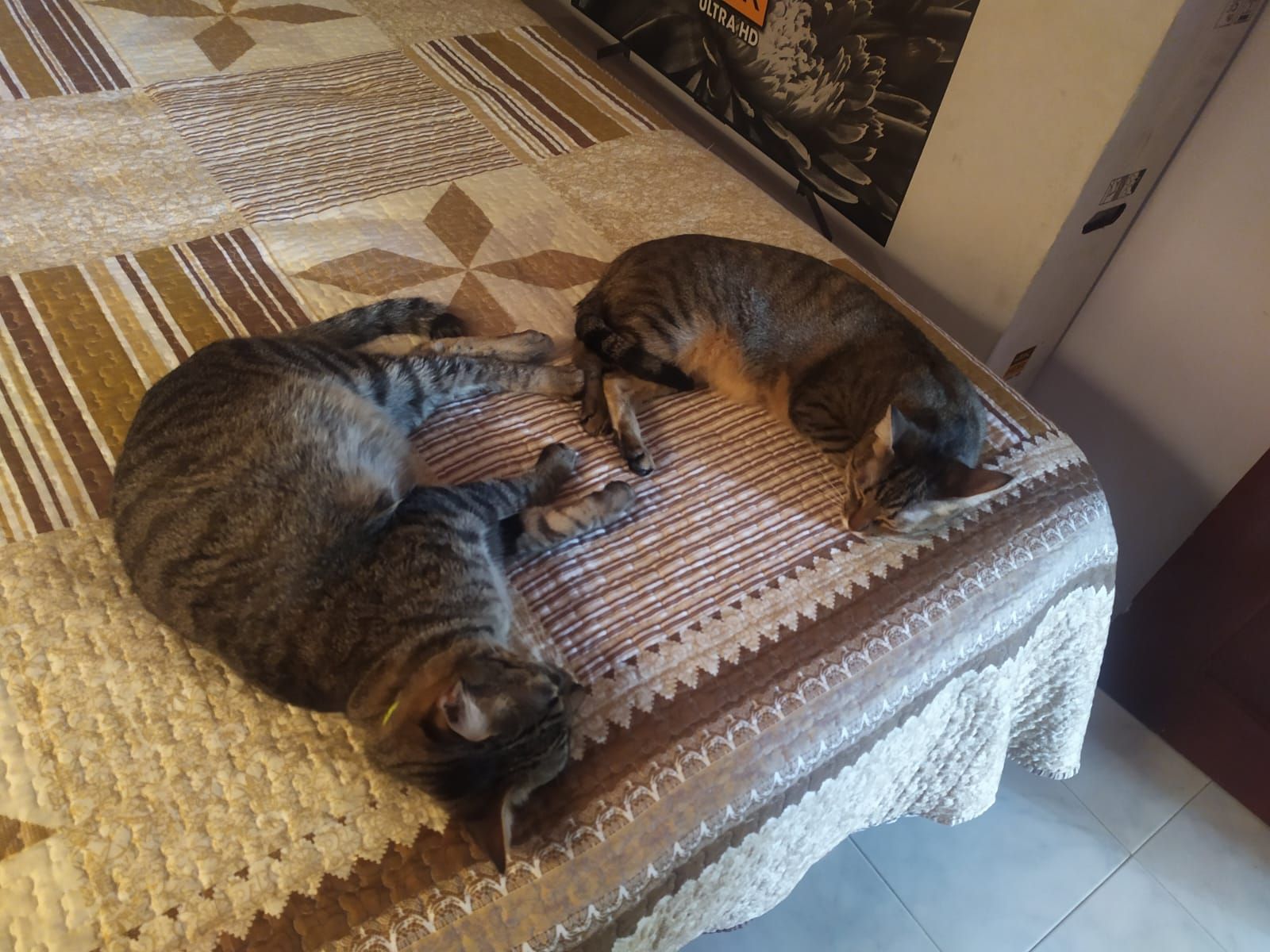 Presentación Brayan Suárez Ceballos | Genially