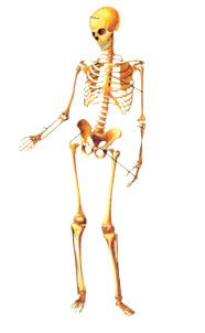 esqueleto noemi villa | Genially