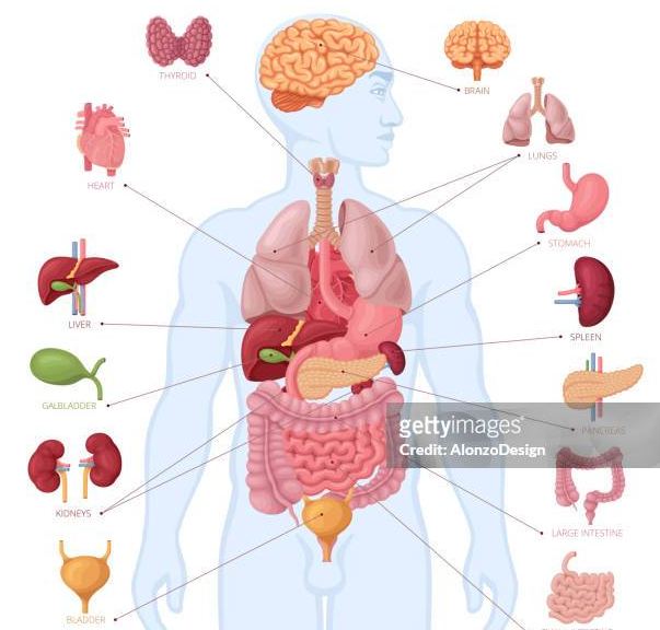 Imagen interactiva de los organos del cuerpo