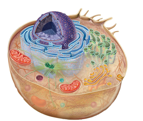 IMAGEN INTERACTIVA DE LA CELULA EUCARIOTA ANIMAL